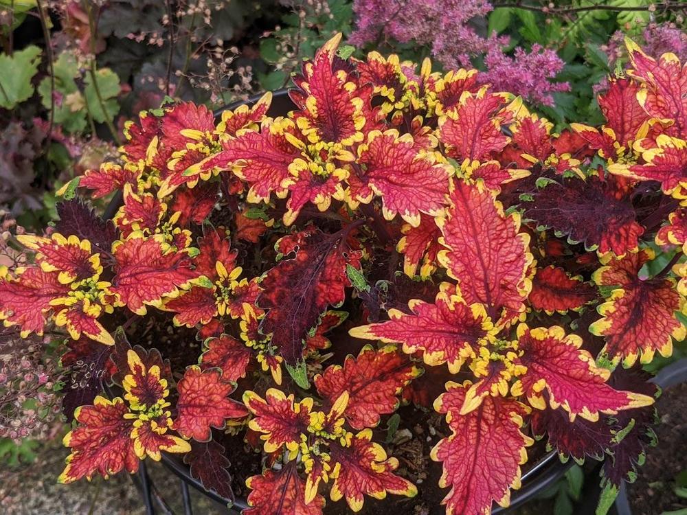 Photo of the entire plant of Coleus (Coleus scutellarioides Stained ...