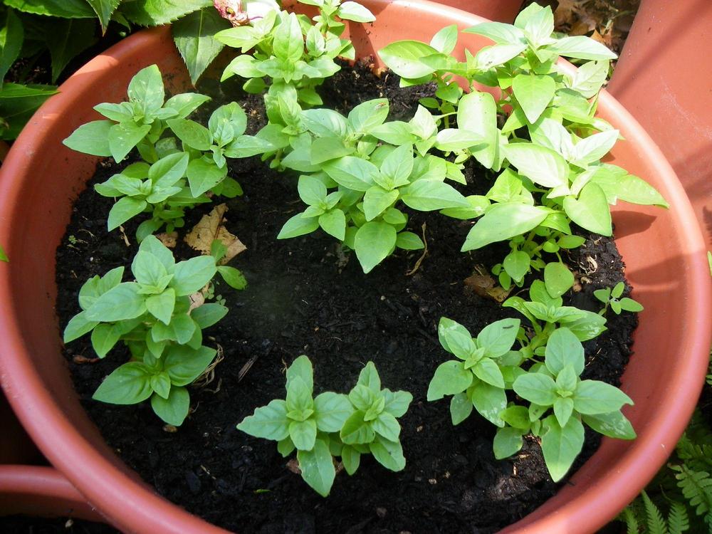 Photo of the seedling or young plant of Basil (Ocimum basilicum 'Dwarf ...
