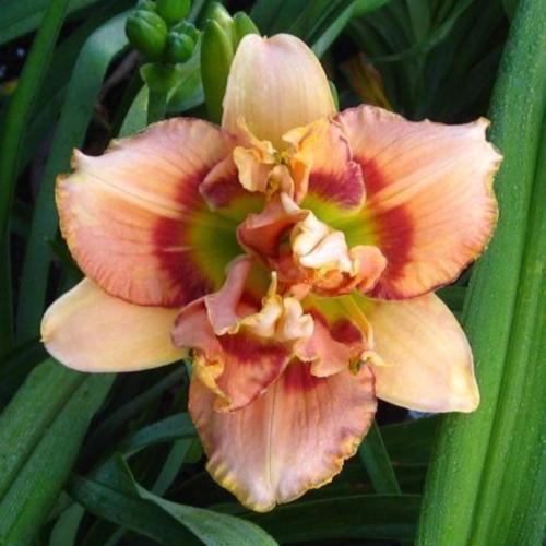Daylily label wrong? in the Daylilies forum - Garden.org