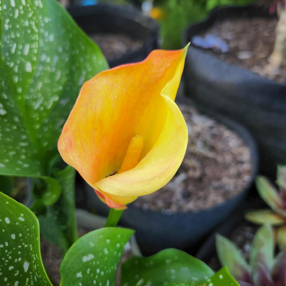 Photo of the bloom of Calla Lily (Zantedeschia 'Captain Beatrix ...