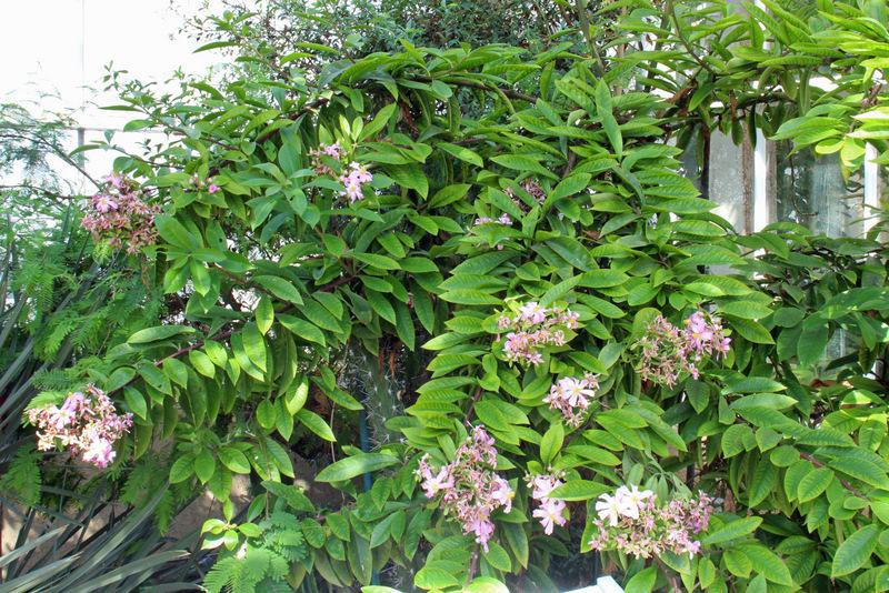 Photo of the entire plant of Rose Cactus (Pereskia grandifolia) posted ...