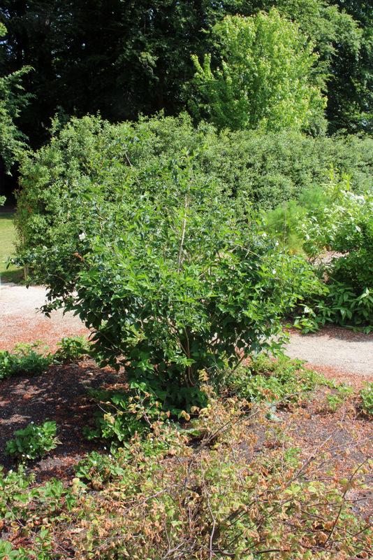 Photo of the entire plant of Sweet Mock Orange (Philadelphus coronarius) posted by RuuddeBlock ...