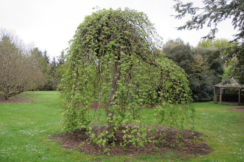 Is this Weeping Elm? in the Plant ID forum - Garden.org