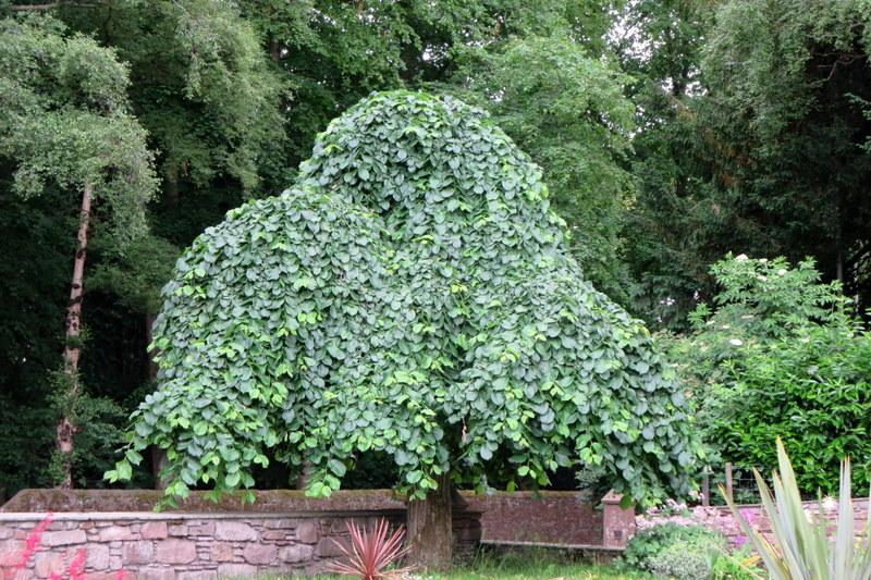 Is this Weeping Elm? in the Plant ID forum - Garden.org