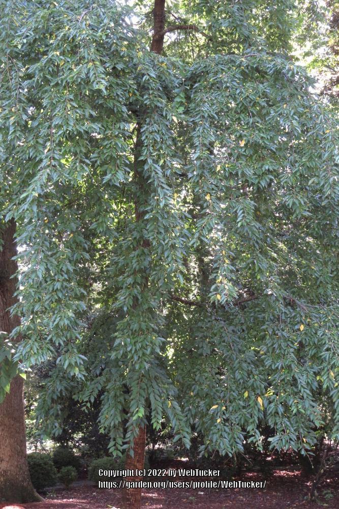 Is this Weeping Elm? in the Plant ID forum - Garden.org