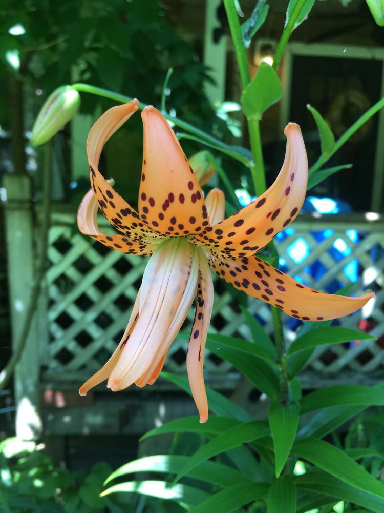 Photo of the bloom of Double Tiger Lily (Lilium lancifolium 'Flore ...