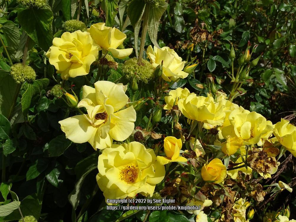 Photo of the bloom of Rose (Rosa 'Bright Smile') posted by kniphofia ...