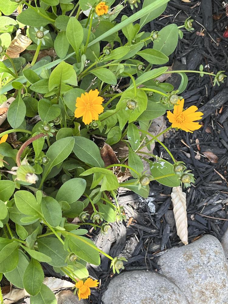 Photo of the entire plant of Dwarf Mouse-ear Tickseed (Coreopsis ...