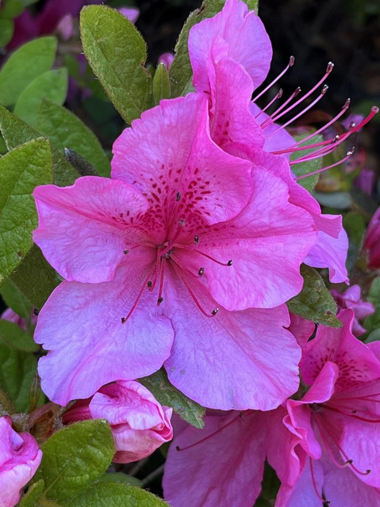 Photo of the bloom of Azalea (Rhododendron 'Renee Michelle') posted by ...