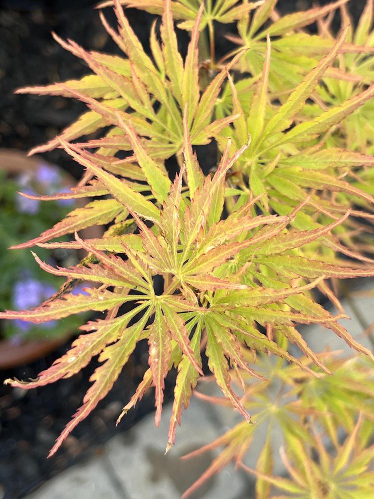 Photo of the leaves of Japanese Maple (Acer palmatum 'Waterfall ...