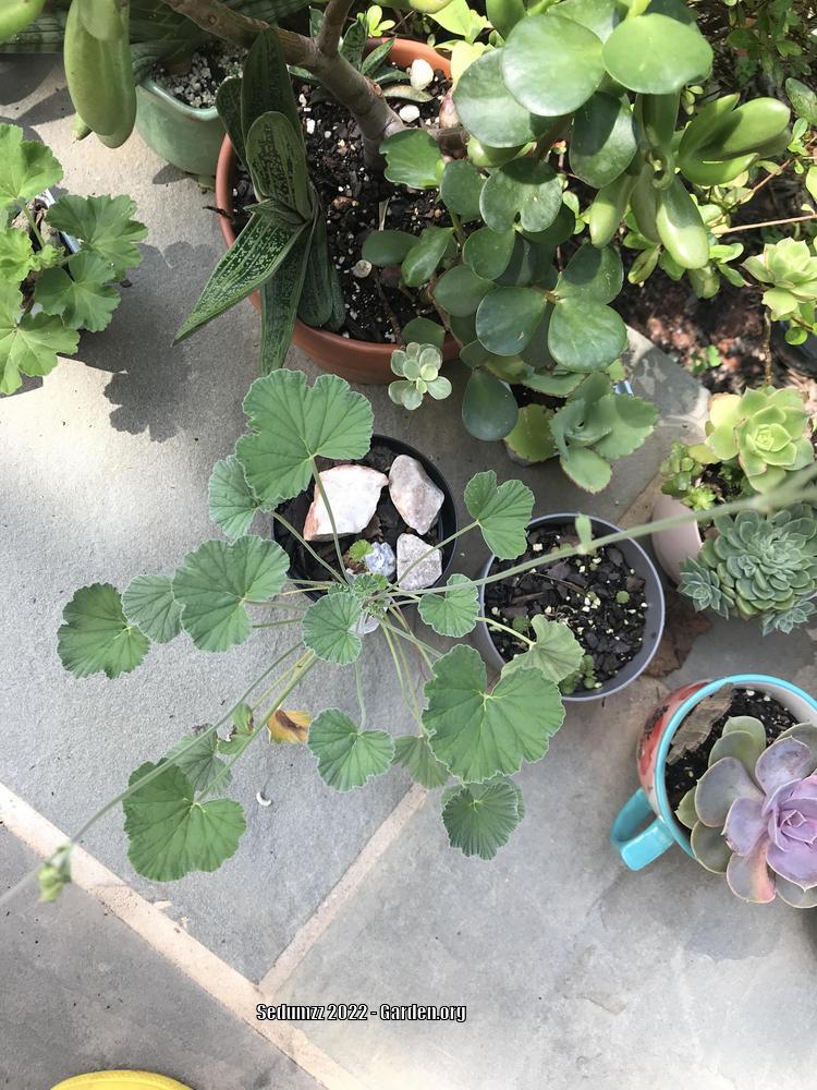 Photo of the entire plant of South African Geranium (Pelargonium ...