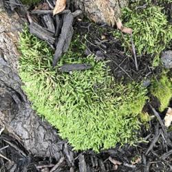 Seductive Entodon Moss (Entodon seductrix) - Garden.org