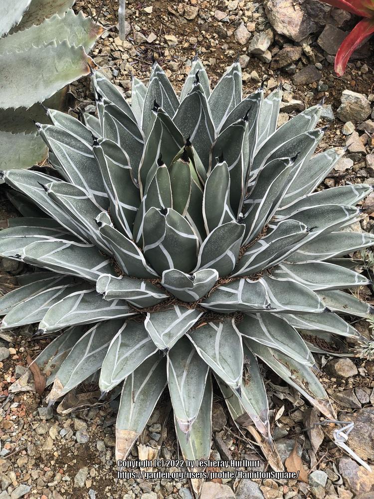 King Ferdinand Agave (Agave nickelsiae) in the Agaves Database - Garden.org