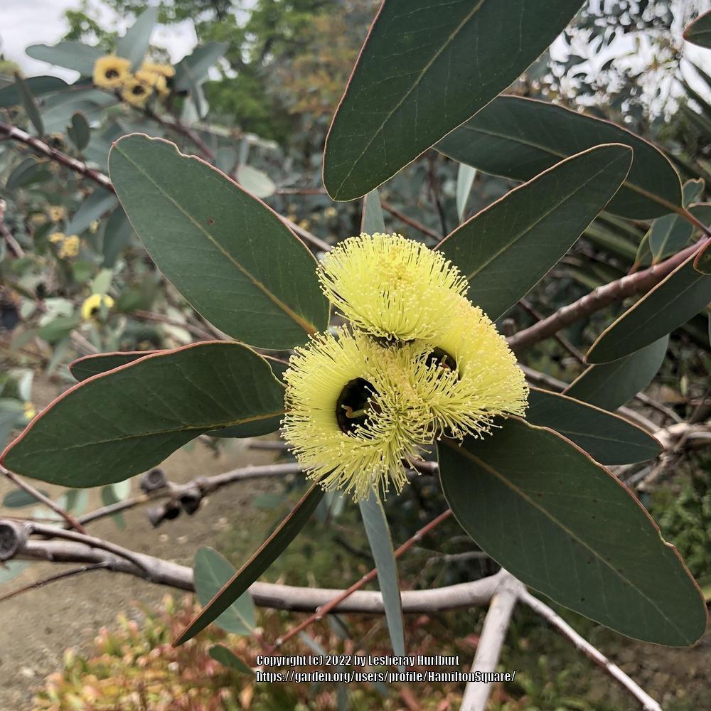 Red Cap Gum (Eucalyptus erythrocorys) - Garden.org