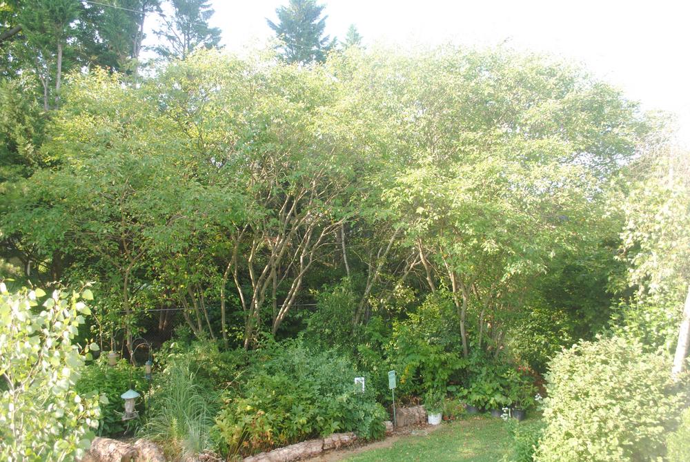 Photo of the entire plant of Apple Serviceberry (Amelanchier x ...