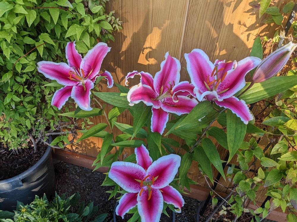 Lily (Lilium 'Hachi') in the Lilies Database - Garden.org