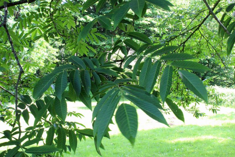 Japanese Wingnut (Pterocarya rhoifolia) - Garden.org