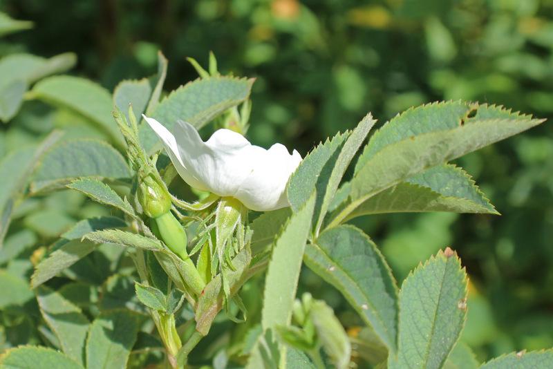 Photo of the bloom of Rose (Rosa abietina) posted by RuuddeBlock ...