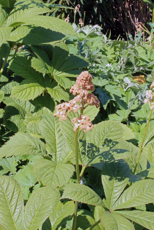 Rodgersia (Rodgersia aesculifolia) - Garden.org