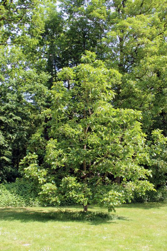 Photo of the entire plant of Japanese Emperor Oak (Quercus dentata 'C.F ...