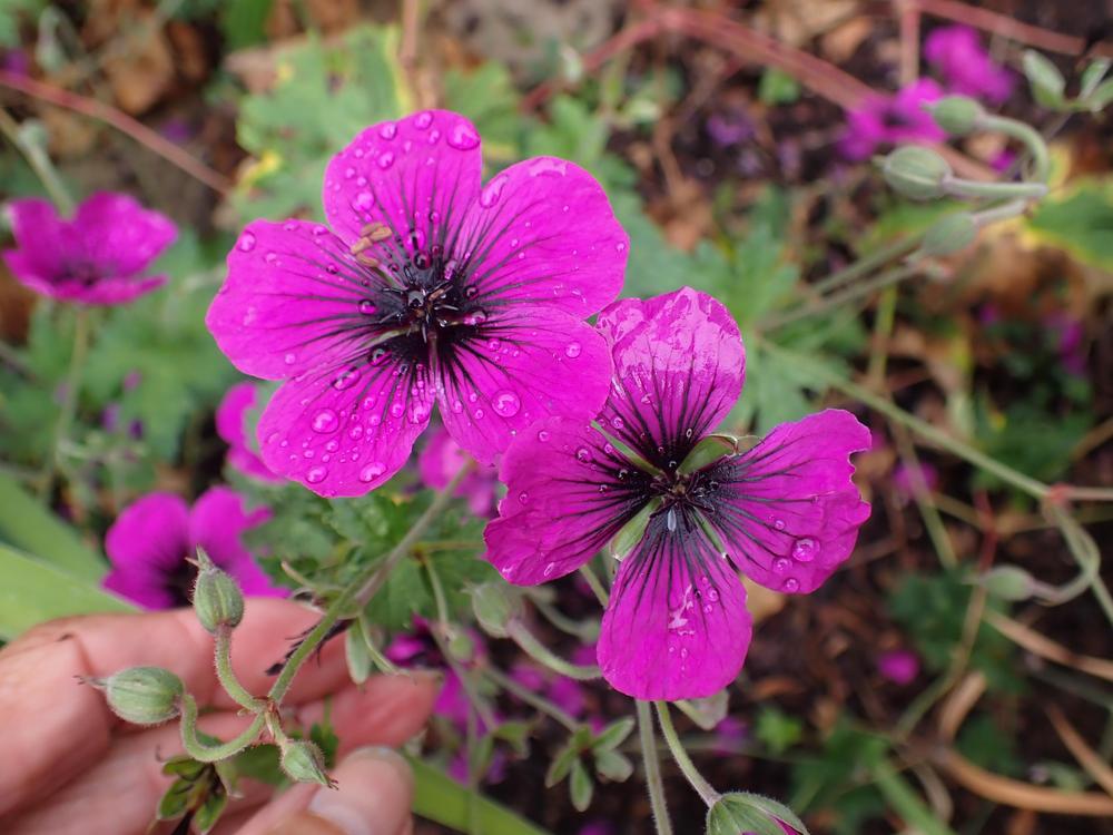 Cranesbill (Geranium 'Dragon Heart') in the Geraniums Database - Garden.org