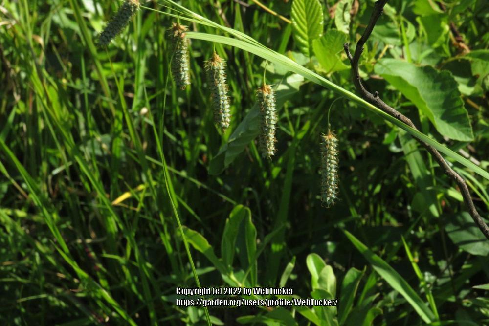 Photo of the fruit of Cypress Swamp Sedge (Carex joorii) posted by ...