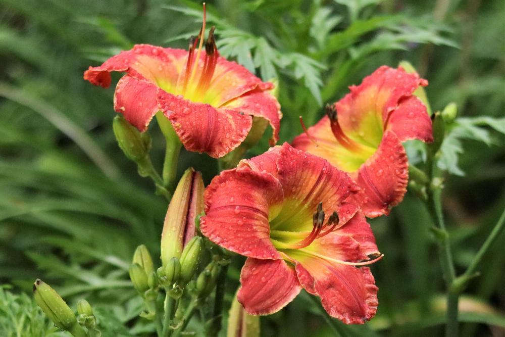 Photo of the bloom of Daylily (Hemerocallis 'Sunset Mesa') posted by ...