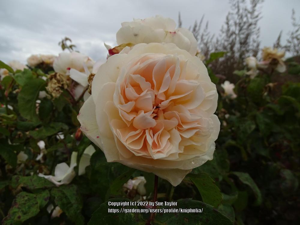Photo of the bloom of Rose (Rosa 'Sweet Juliet') posted by kniphofia ...