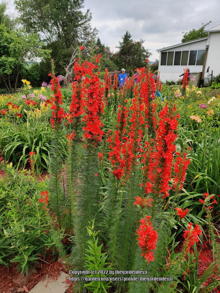 Photo of the entire plant of Standing Cypress (Ipomopsis rubra) posted ...