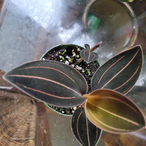 Orchid (Ludochilus Tsiku Taiwan 'Sea Turtle') - Garden.org