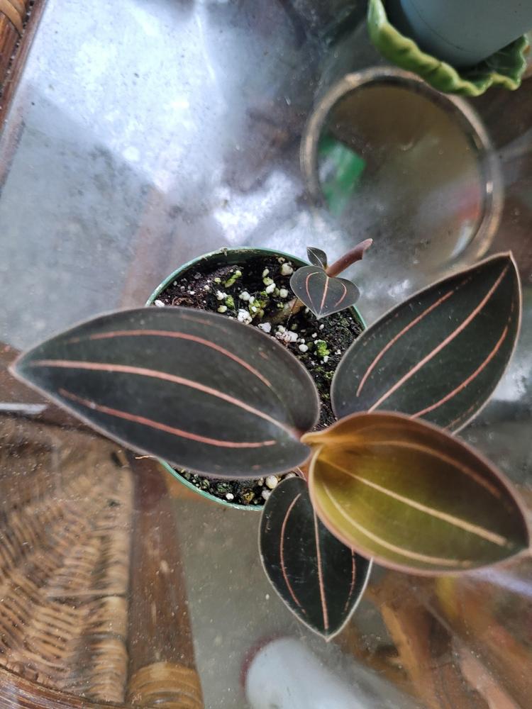 Orchid (Ludochilus Tsiku Taiwan 'Sea Turtle') - Garden.org