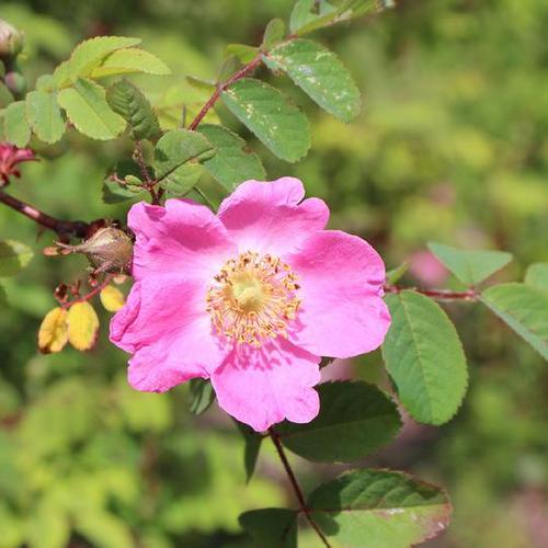 Rose (Rosa bella) in the Roses Database - Garden.org