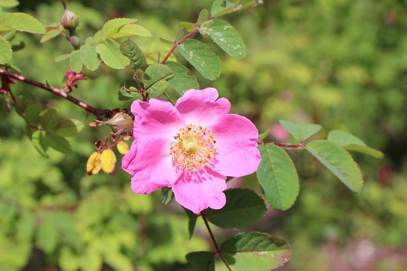 Rose (Rosa bella) in the Roses Database - Garden.org
