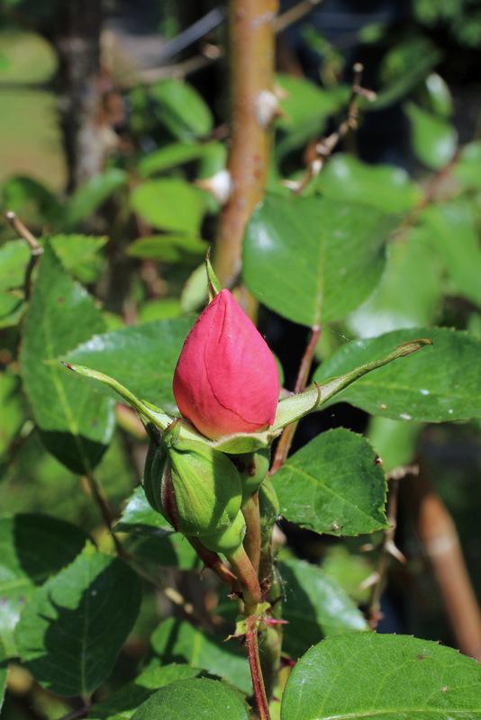 Photo of the closeup of buds, sepals and receptacles of Rambling Rose (Rosa 'Albertine') posted ...