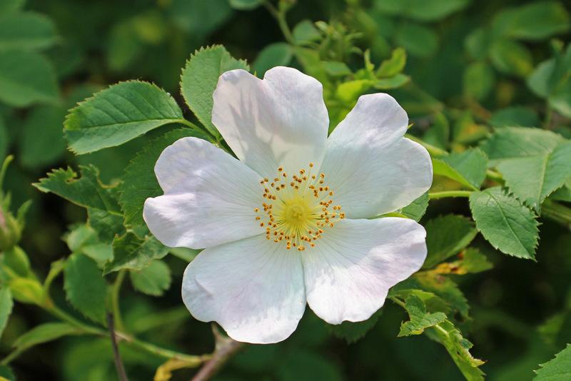 Photo of the bloom of Rose (Rosa villosa) posted by RuuddeBlock ...