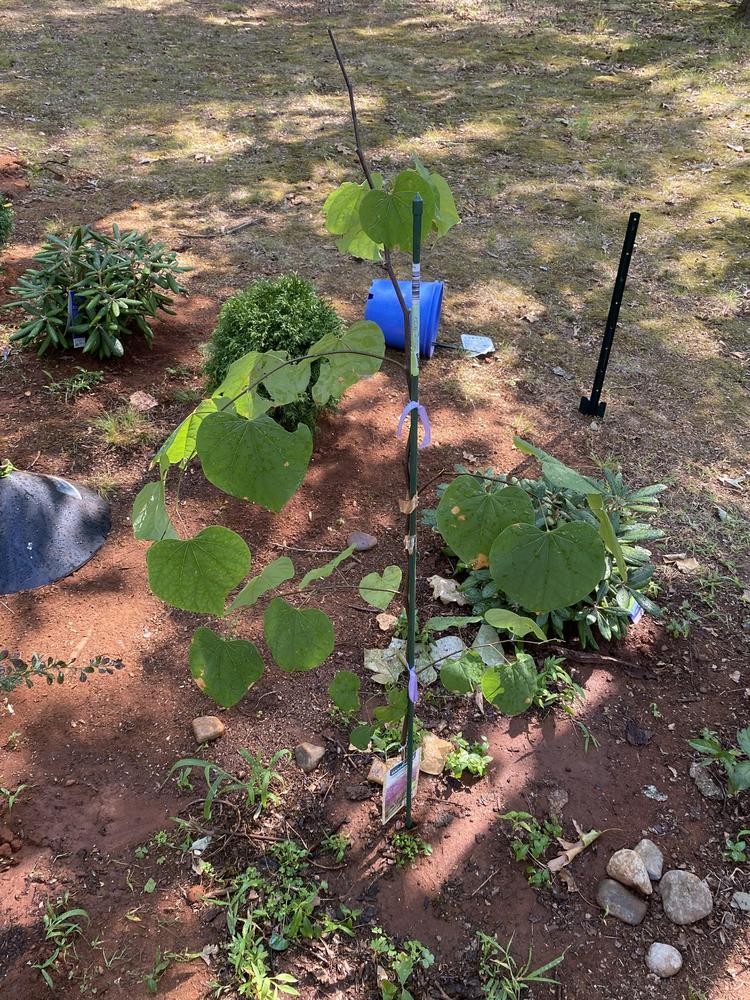 Baby Redbud Tree Struggling in the Ask a Question forum - Garden.org