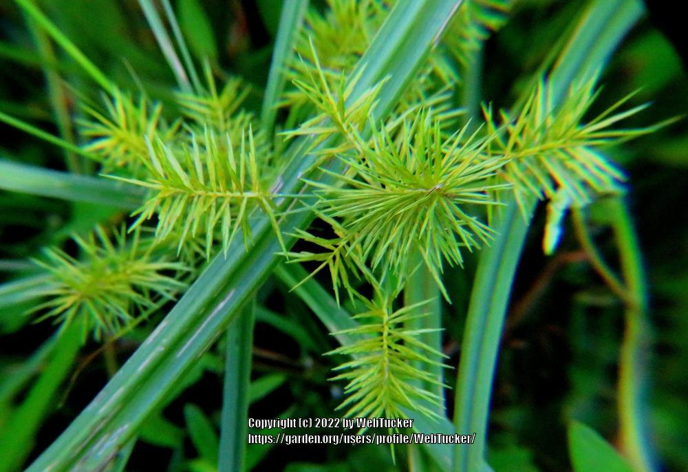 Strawcolored Flatsedge (Cyperus strigosus) - Garden.org