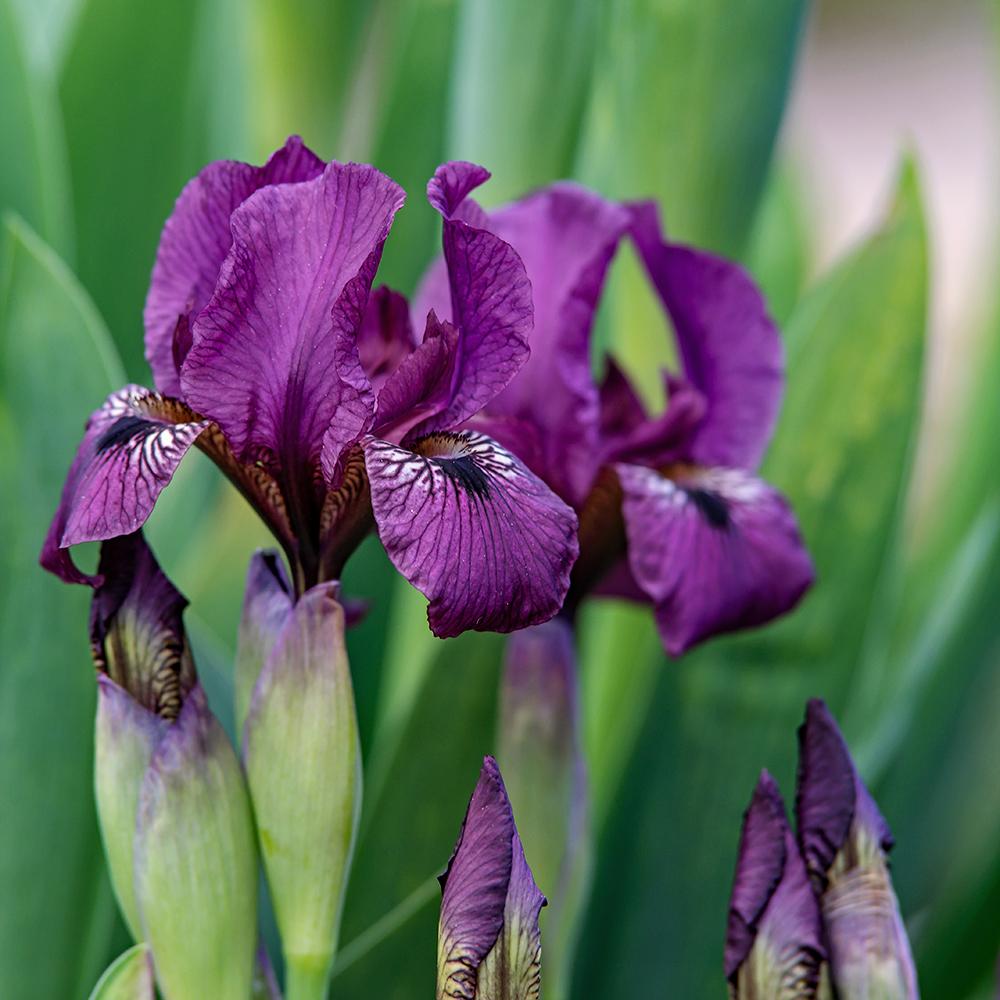 Arilbred Iris (Iris 'Loudmouth') in the Irises Database - Garden.org