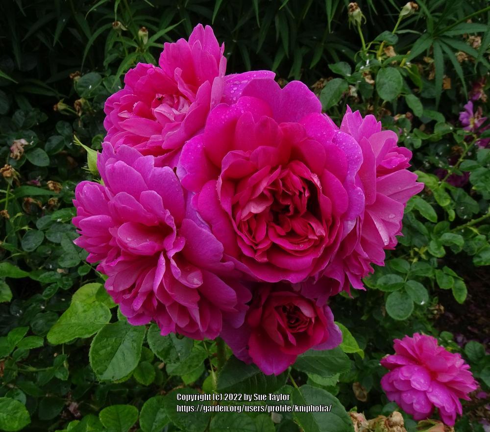 Photo of the bloom of Rose (Rosa 'Princess Anne') posted by kniphofia ...