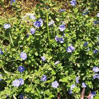 Blue Daze (Evolvulus glomeratus) - Garden.org