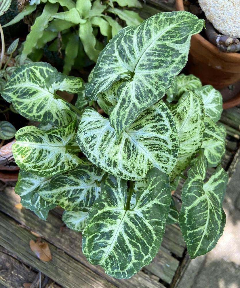 African Evergreen (Syngonium podophyllum 'Glogo') in the Syngoniums ...