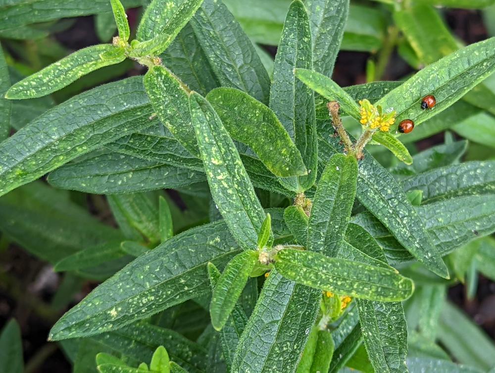 Butterfly Weed with white spots on leaves (pictures) in the Ask a ...