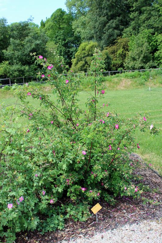 Photo of the entire plant of California Wild Rose (Rosa californica ...