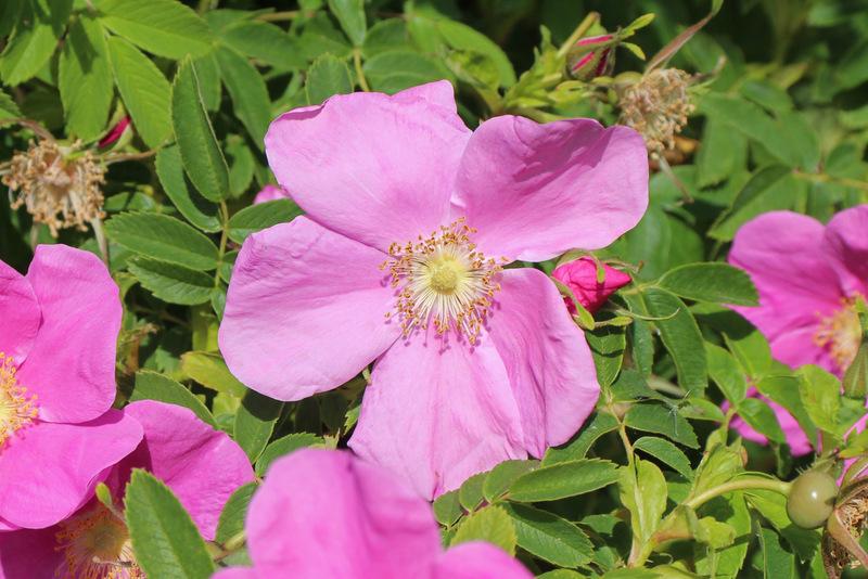 Photo of the bloom of Rose (Rosa davurica) posted by RuuddeBlock ...