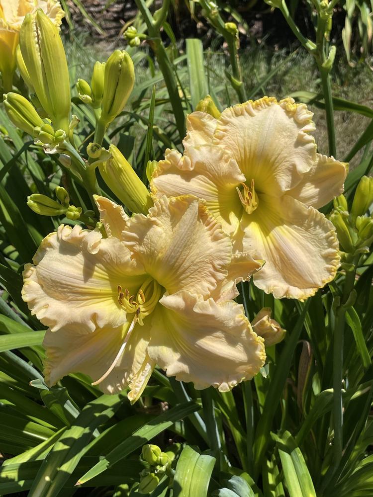 Photo of the bloom of Daylily (Hemerocallis 'Cynthia Dawn') posted by ...
