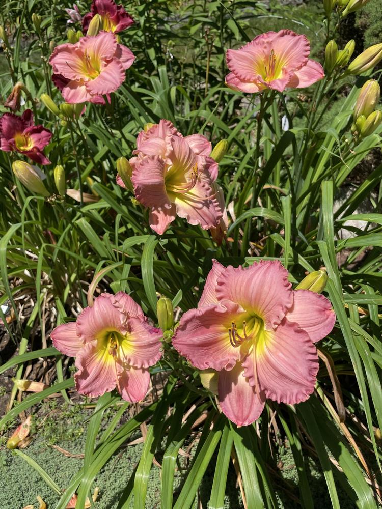 Photo of the entire plant of Daylily (Hemerocallis 'Absolute Treasure ...