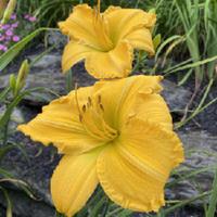 Daylily (Hemerocallis 'Jen Melon') in the Daylilies Database - Garden.org