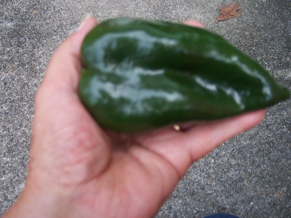 Photo of the fruit of Hot Pepper (Capsicum annuum 'Trident') posted by ...