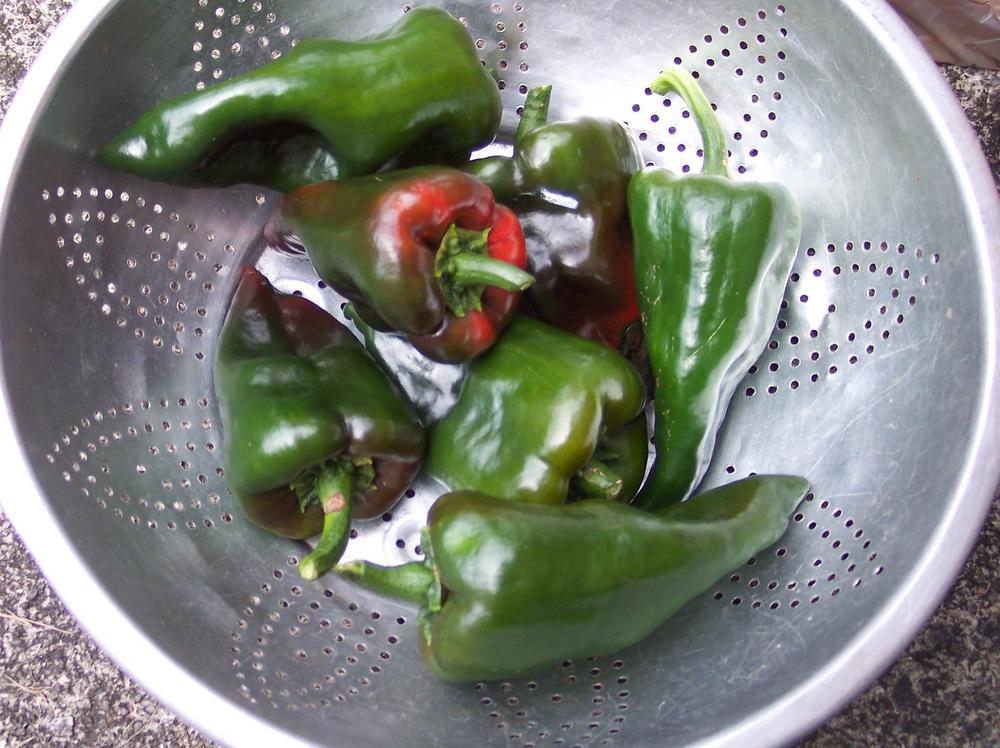 Photo of the fruit of Hot Pepper (Capsicum annuum 'Trident') posted by ...