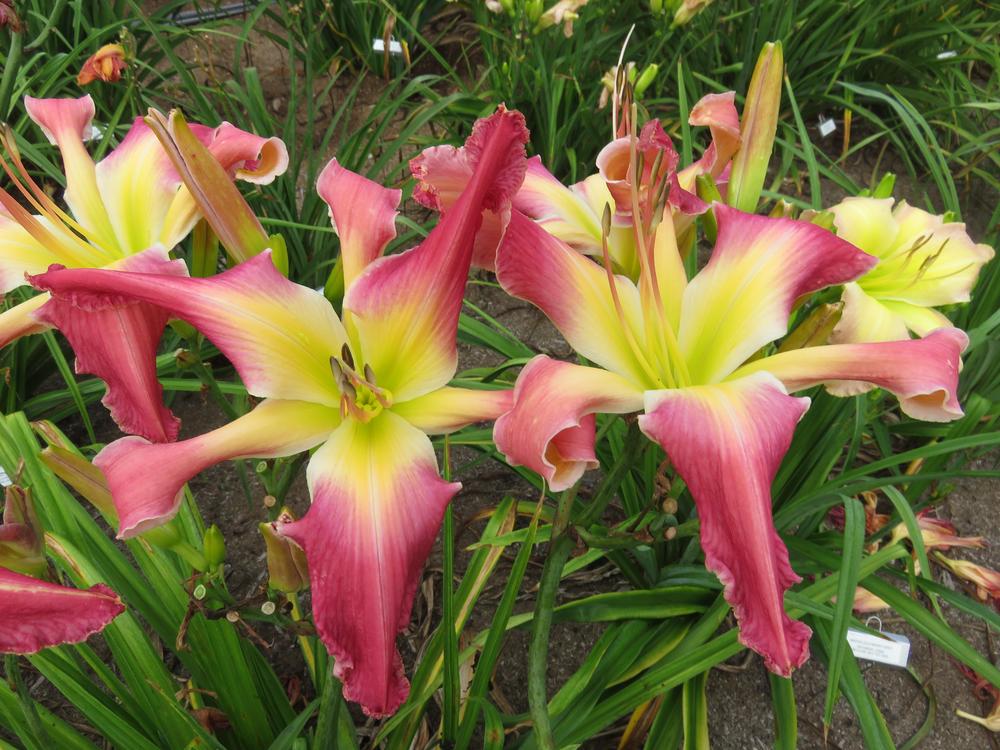 Photo of the bloom of Daylily (Hemerocallis 'Laugh Till You Snort ...